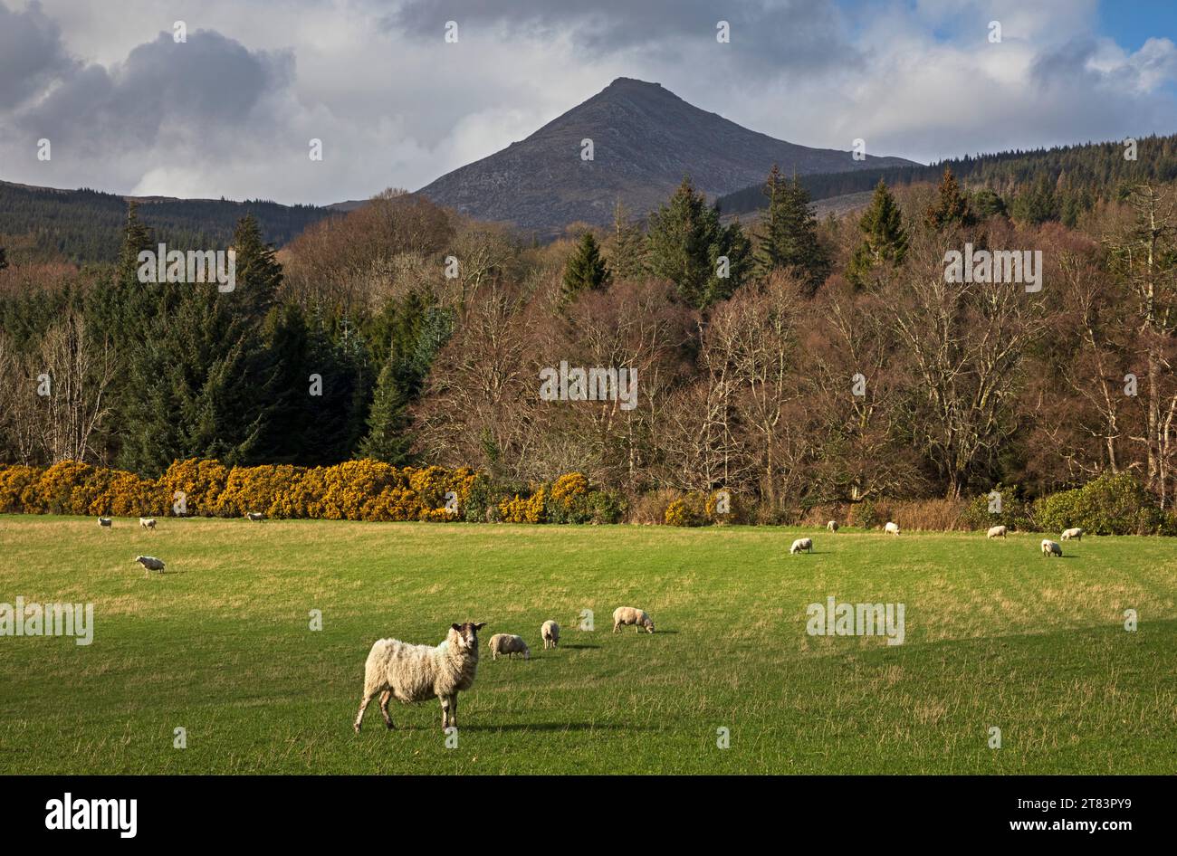 Sheep grazing with Goat Fell mountain in the background, Arran, North ...