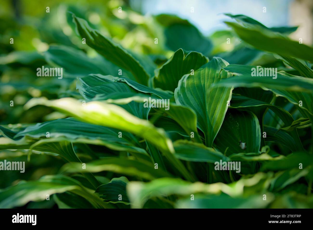 Bathing in sunlight hi-res stock photography and images - Alamy