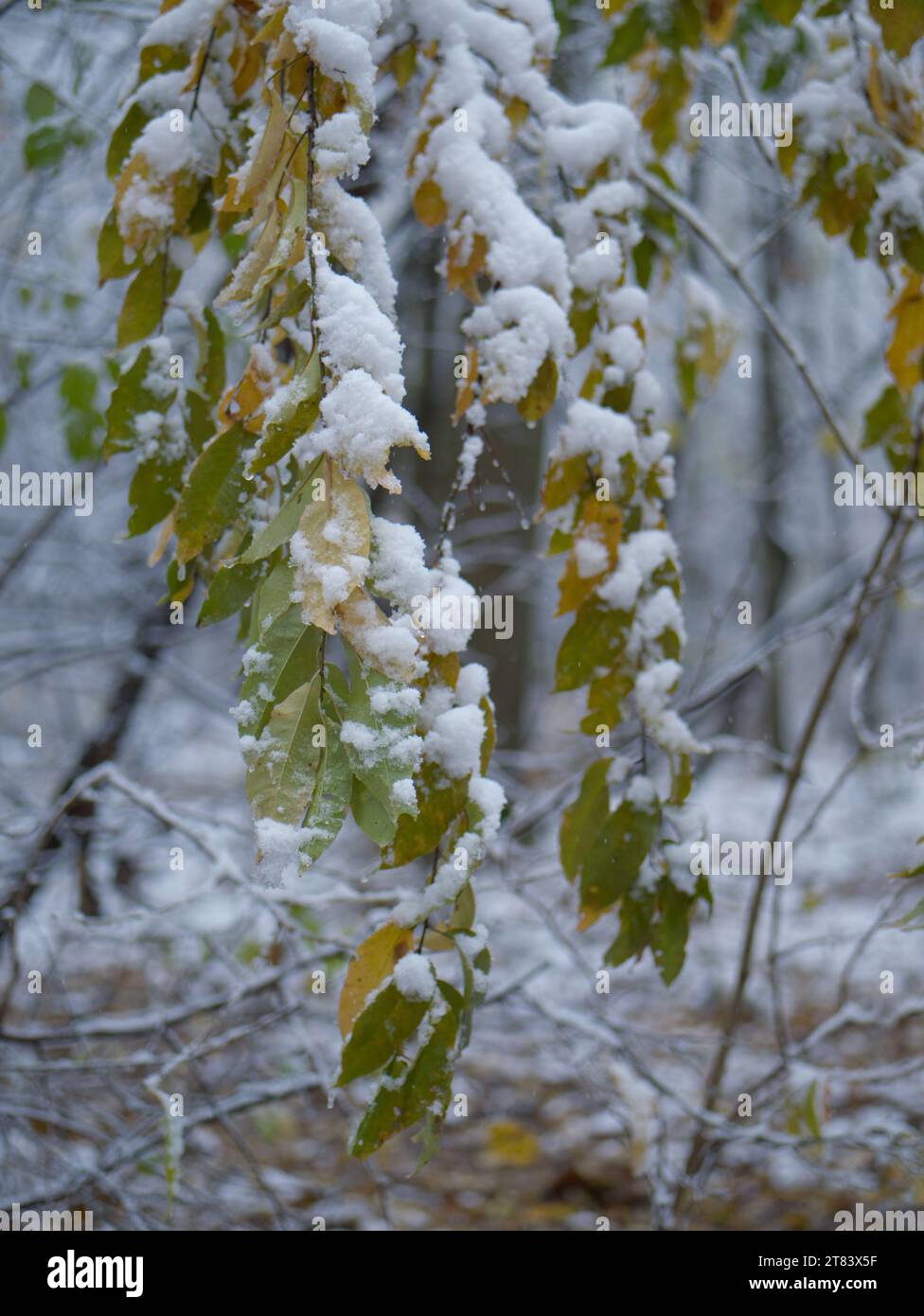 Branches and leaves covered with snow in the winter forest Stock Photo ...