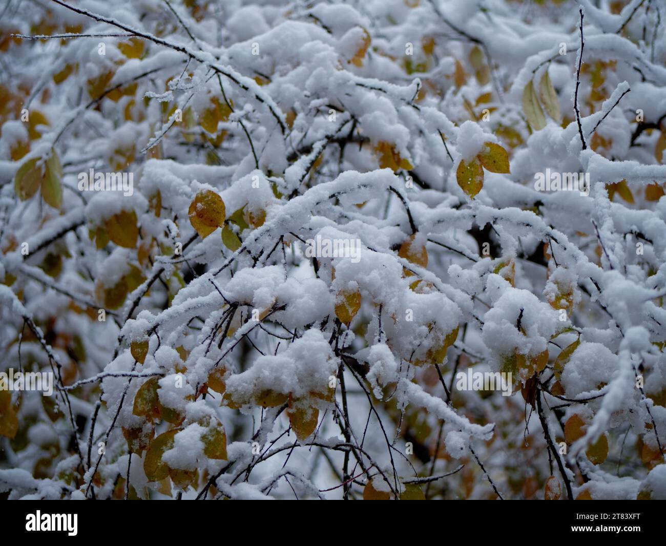 Branches and leaves covered with snow in the winter forest Stock Photo ...