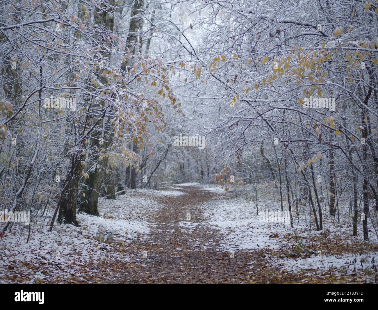 Snow covered leaves hi-res stock photography and images - Alamy