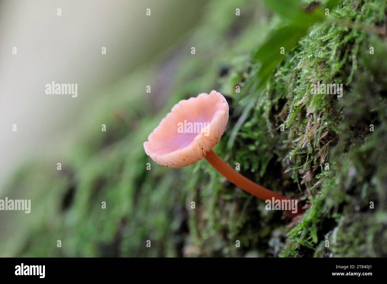 Shallow cup shaped cap hi-res stock photography and images - Alamy