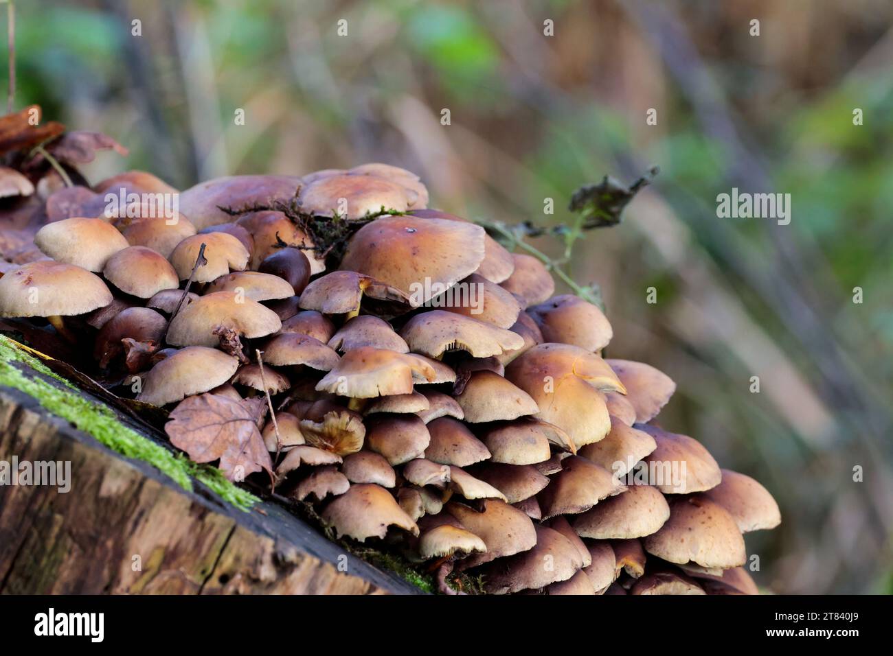 Brown capped fungi on tree stumps logs growing in tight clumps covering ...
