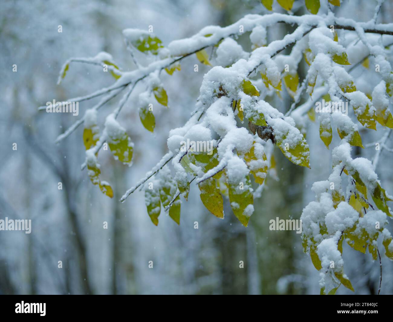 Branches and leaves covered with snow in the winter forest Stock Photo ...