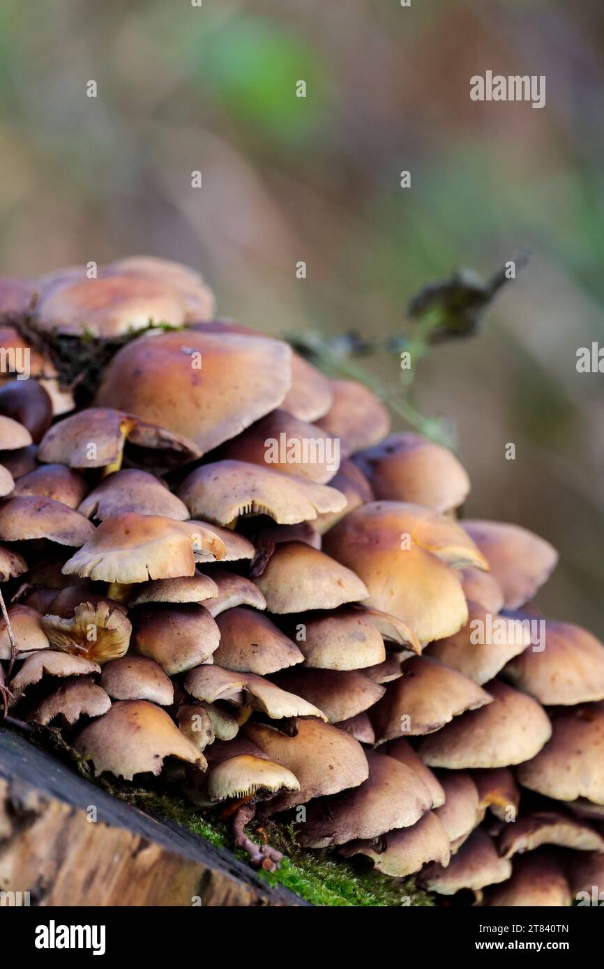 Tight clumps brown fungi hi-res stock photography and images - Alamy
