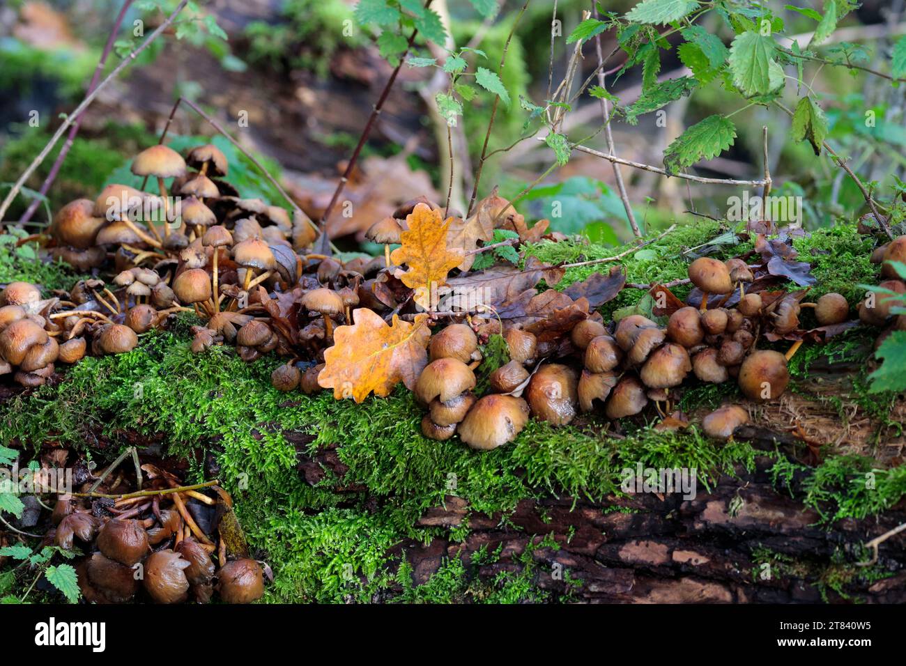 Brown capped fungi on tree stumps logs growing in tight clumps covering ...