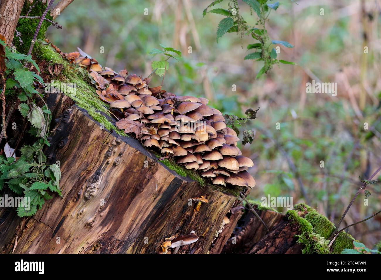 Brown capped fungi on tree stumps logs growing in tight clumps covering ...