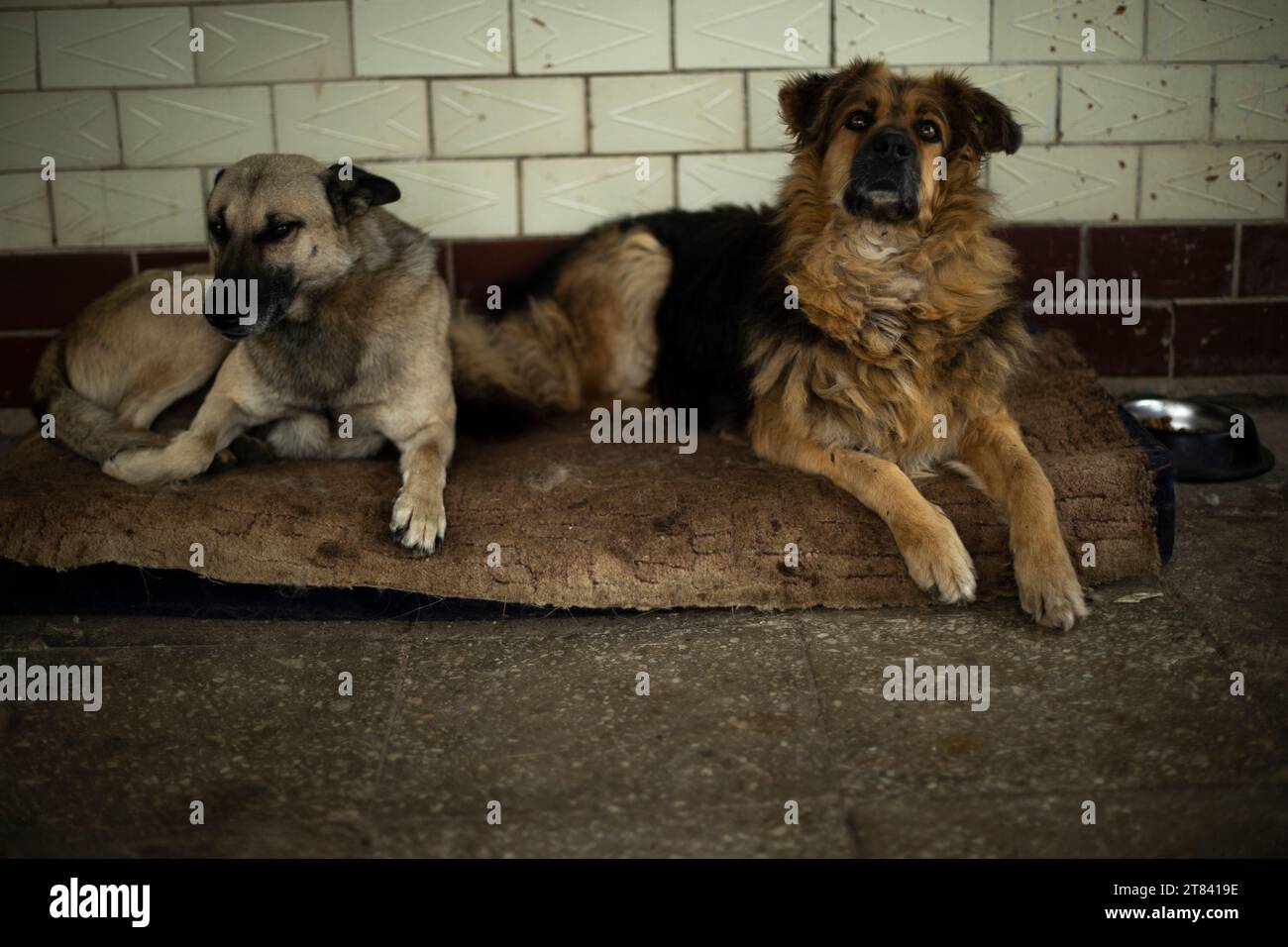 Two dogs lying on carpet. Pets rest. Dogs guarding house. Details of ...