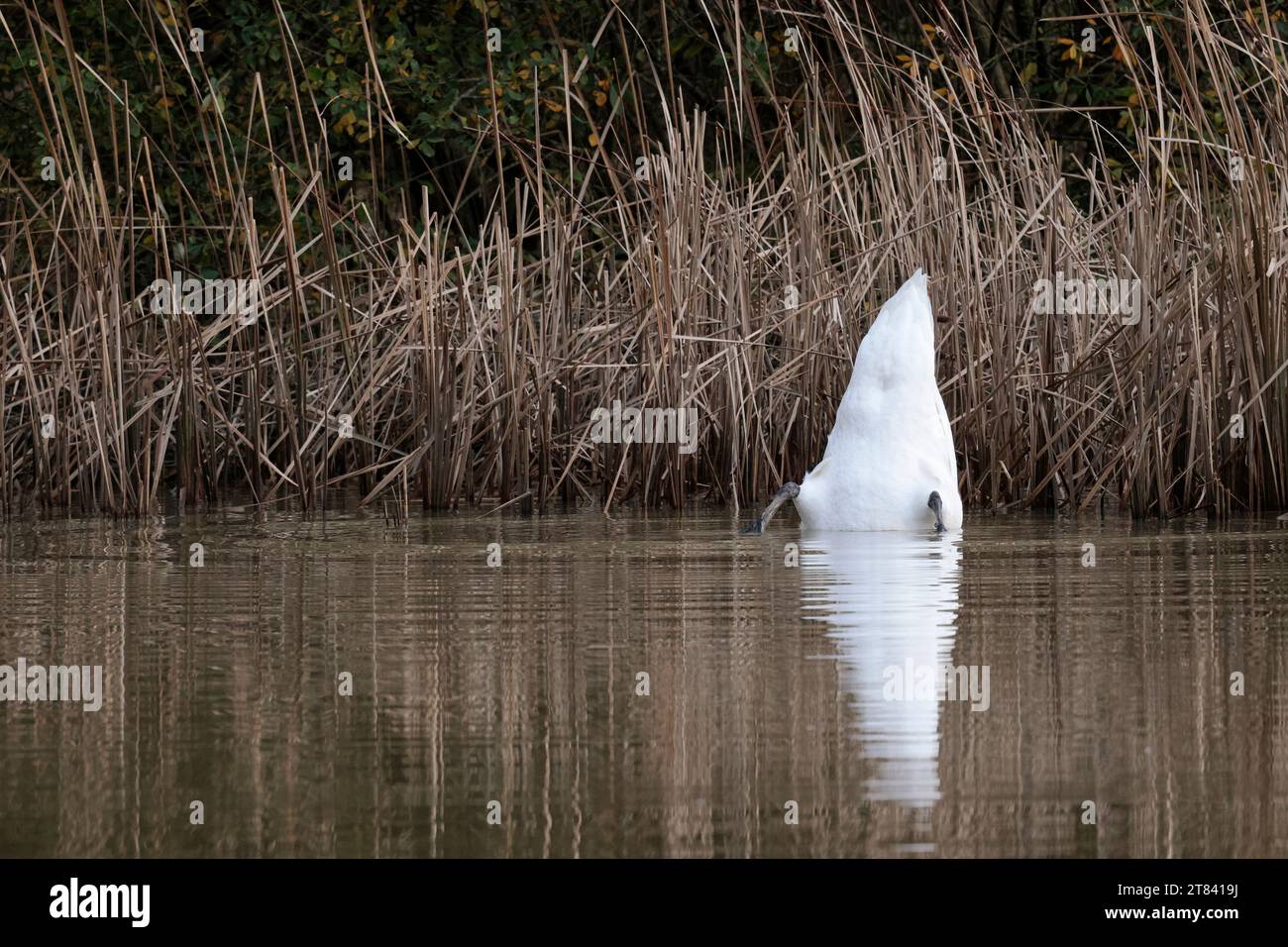 Up ended mute swan feeding hi-res stock photography and images - Alamy