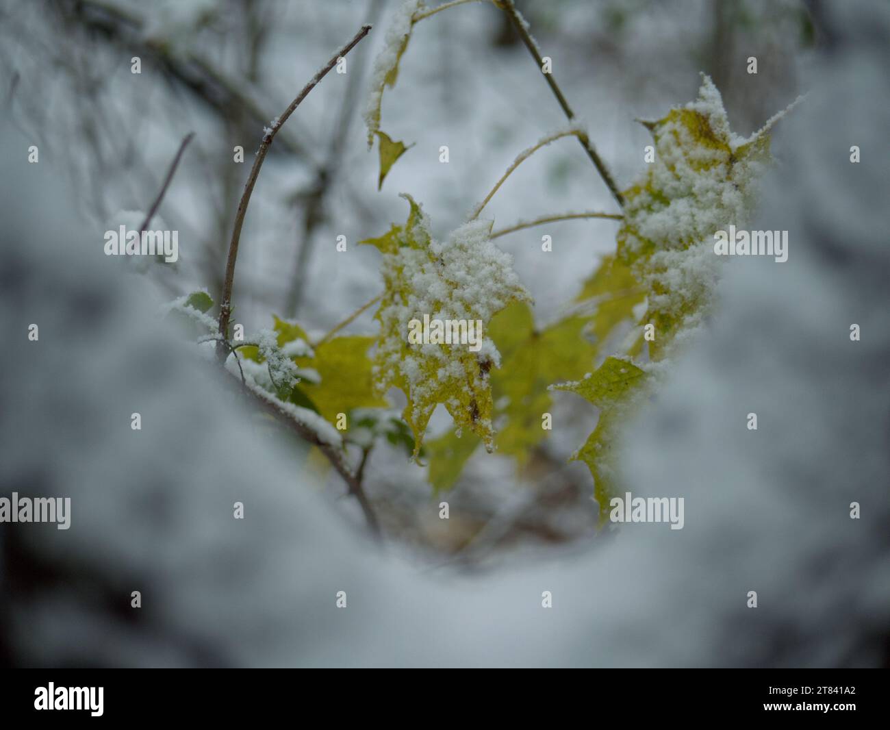 Branches and leaves covered with snow in the winter forest Stock Photo ...
