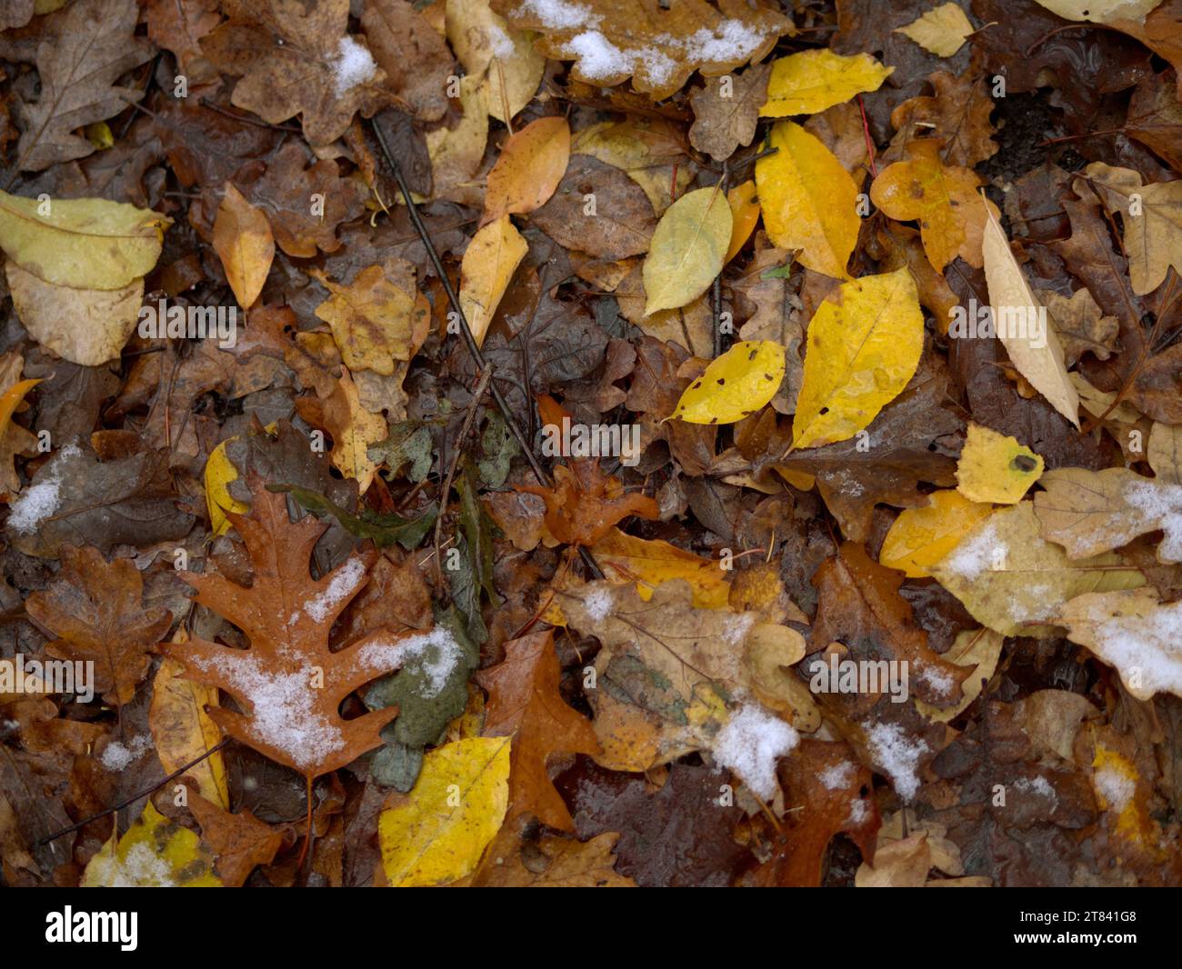 Branches and leaves covered with snow in the winter forest Stock Photo ...