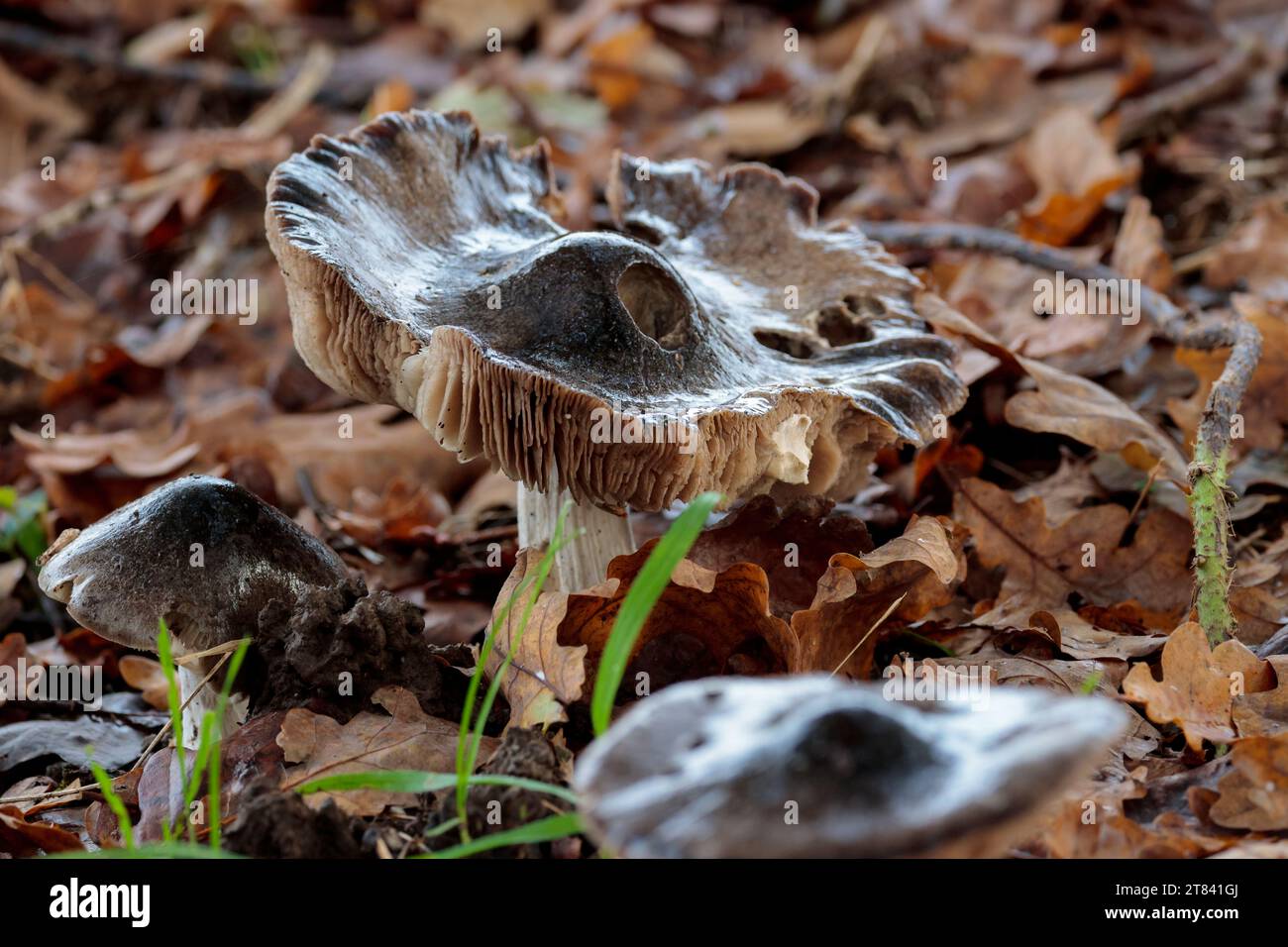 Woodland fungi winter season UK grey cap raised centre creamy white ...