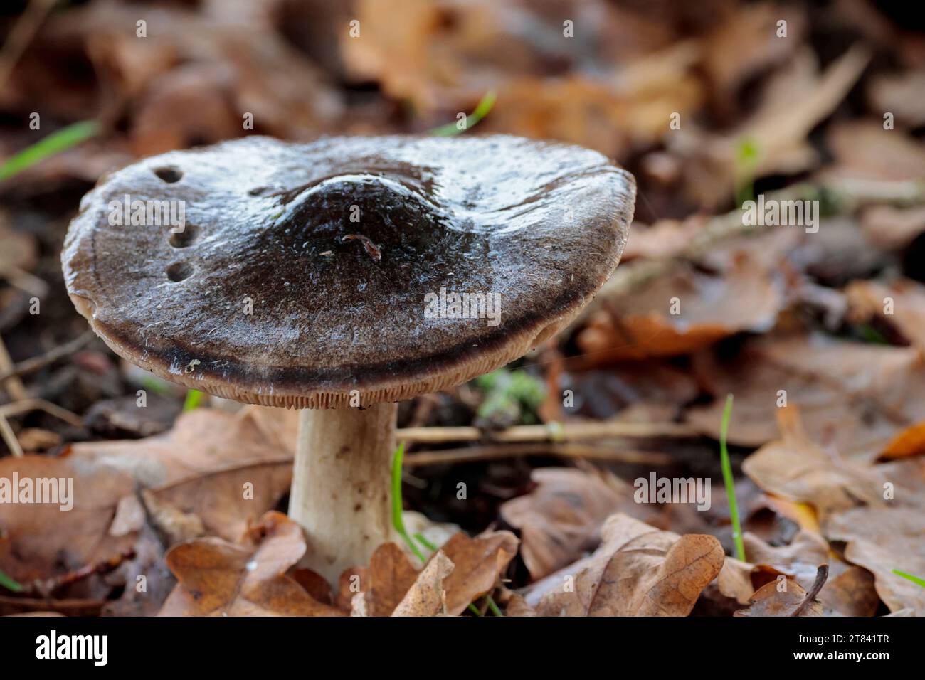 Woodland fungi winter season UK grey cap raised centre creamy white ...