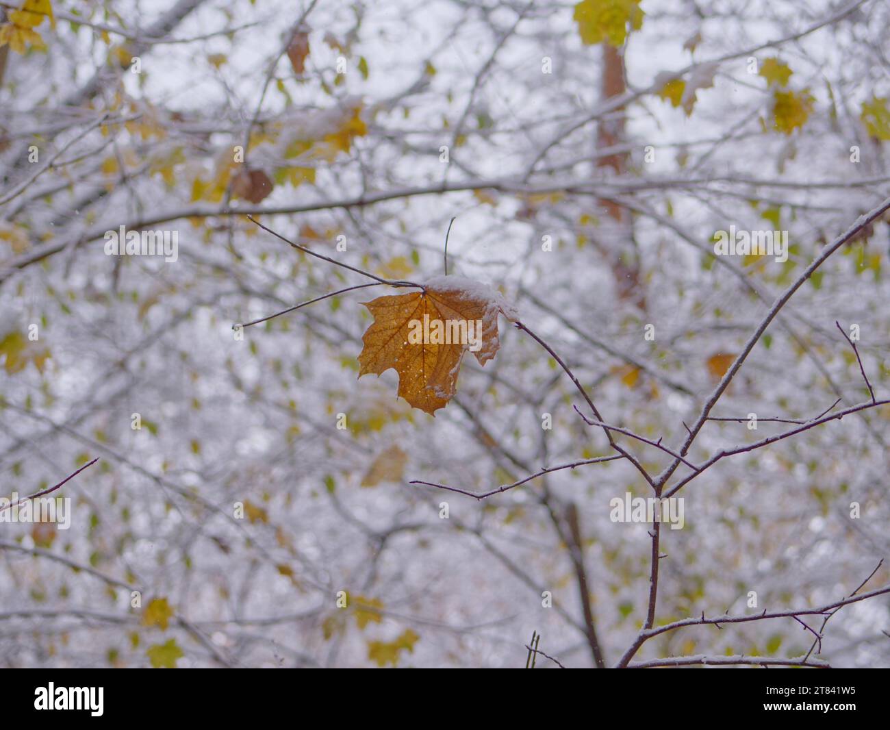 Snow draped leaves hi-res stock photography and images - Alamy