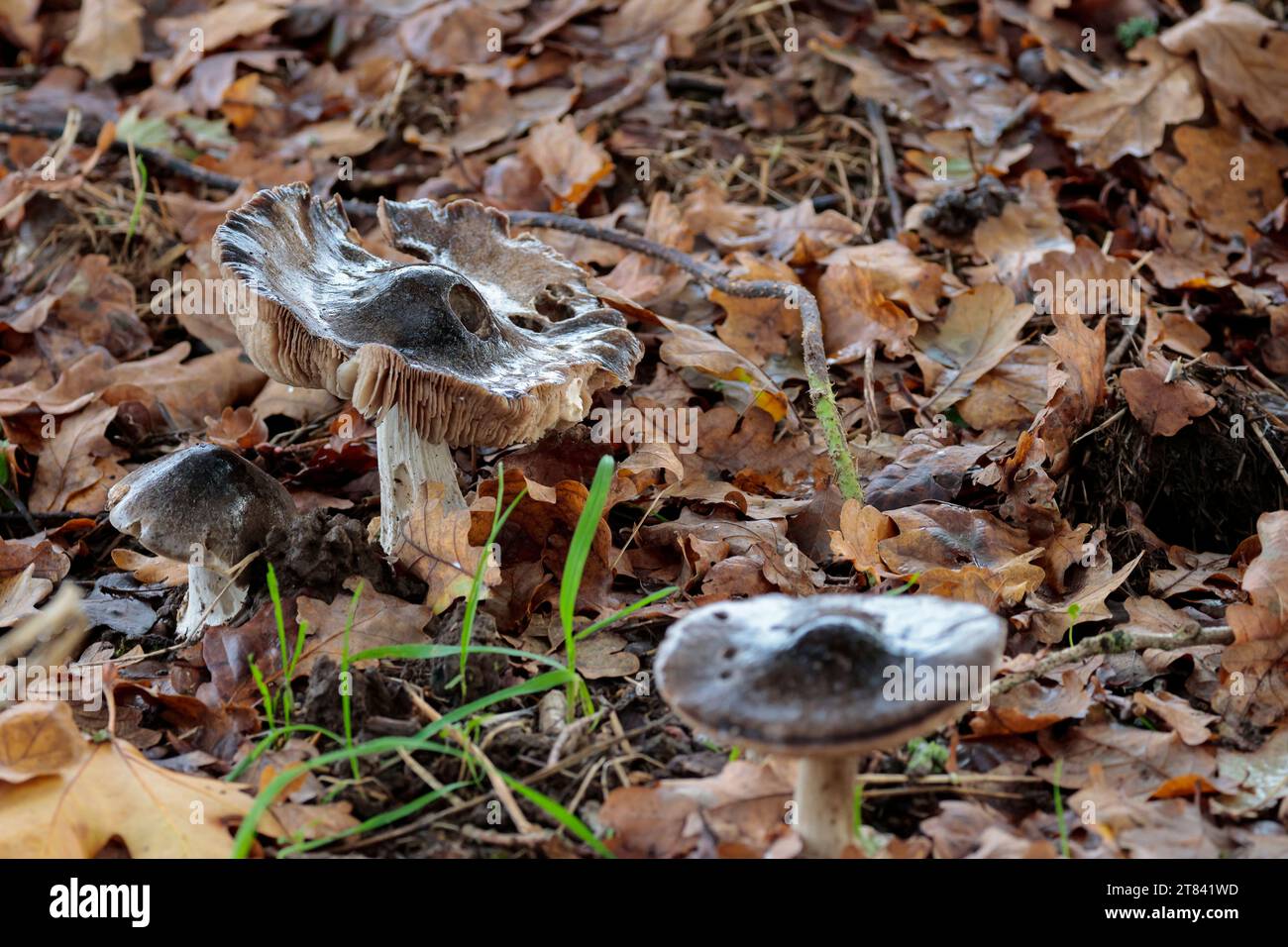 Domed to old flattened fungi hi-res stock photography and images - Alamy