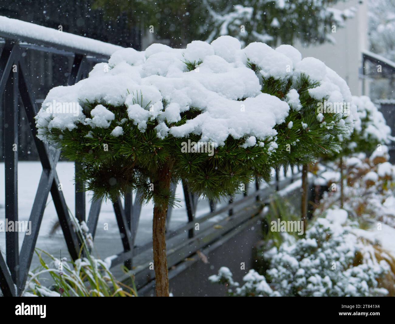 Conifers covered with snow hi-res stock photography and images - Alamy