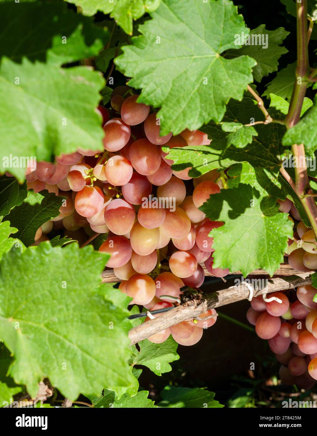 cluster of pink grape on the vine growing Stock Photo - Alamy