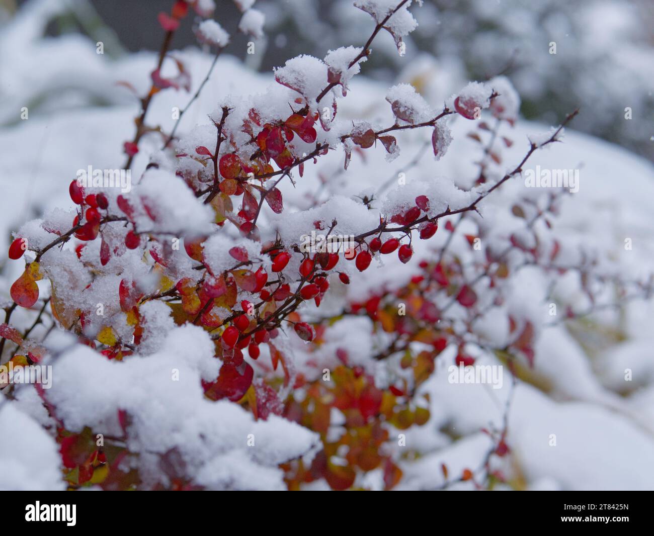 Branches and leaves covered with snow in the winter forest Stock Photo ...