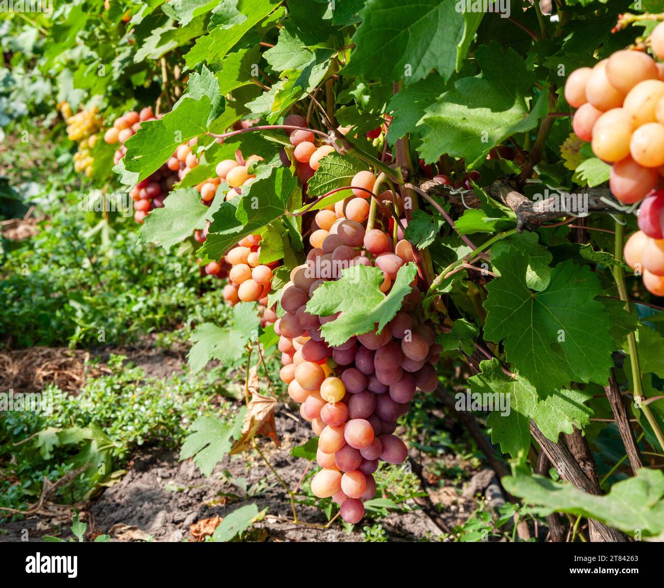 cluster of pink grape on the vine growing Stock Photo - Alamy