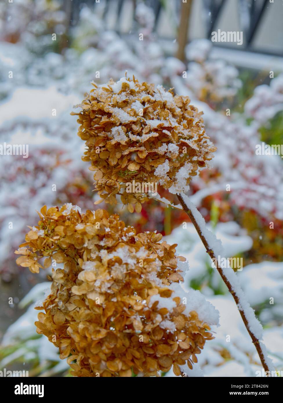 Snow draped trees hi-res stock photography and images - Alamy
