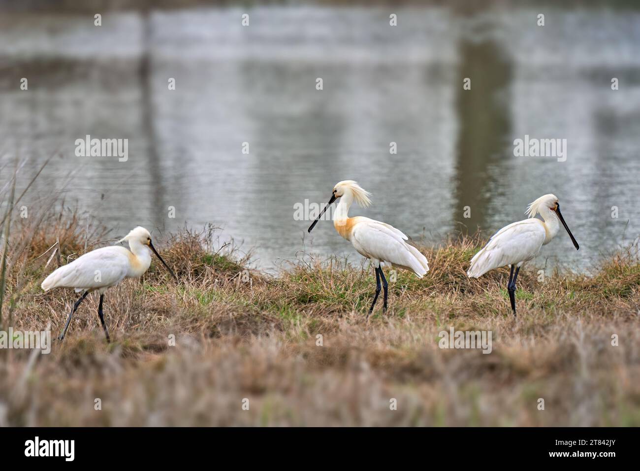 common spoonbill bird in its natural habitat of Doñana National Park ...