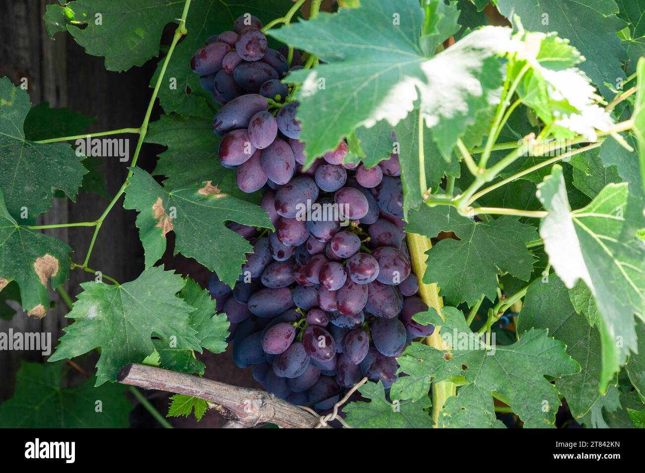 Grape vine branch leaves hi-res stock photography and images - Alamy