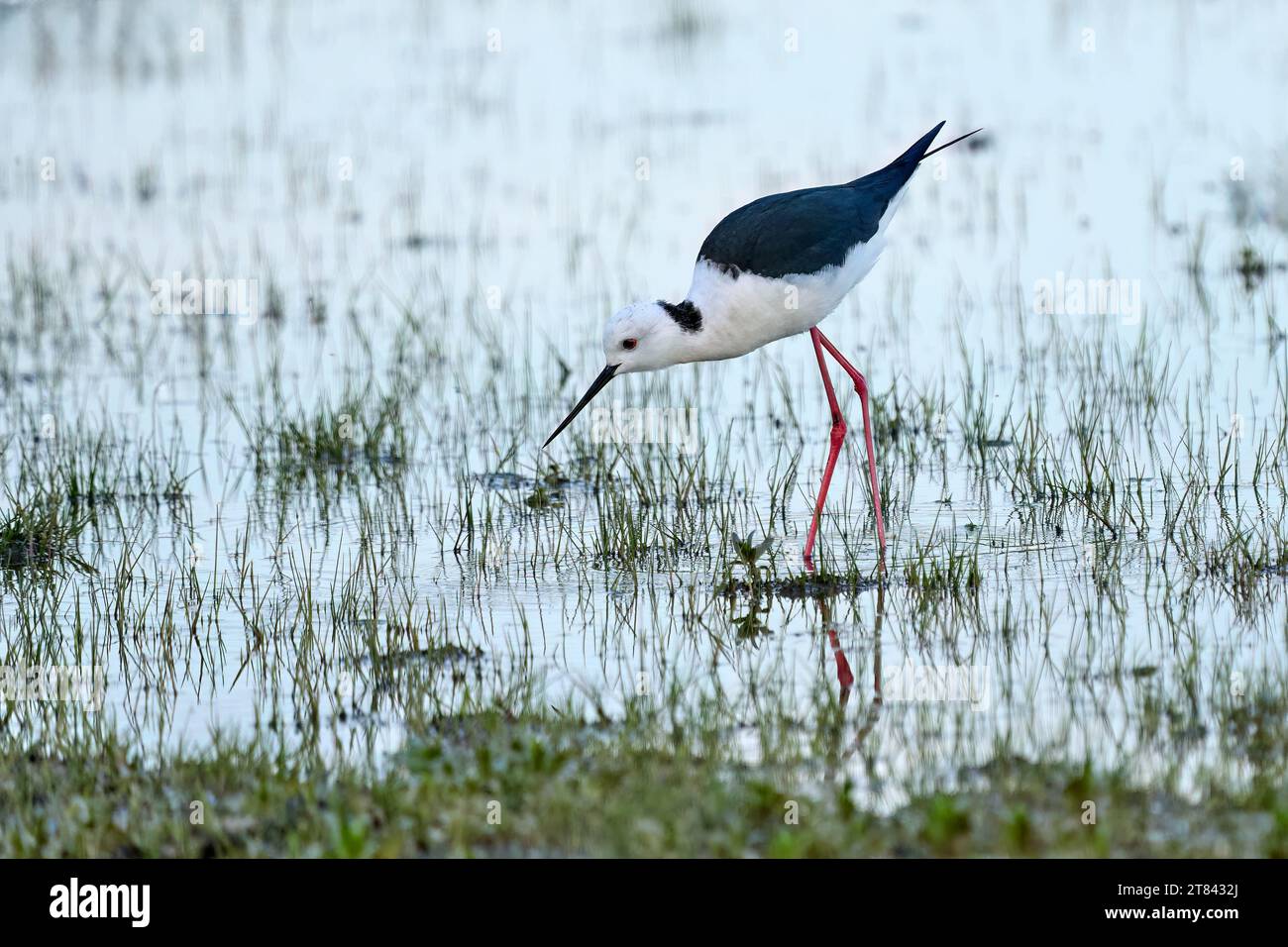 Black-winged Stilt sea bird in its natural habitat in the wetlands of ...