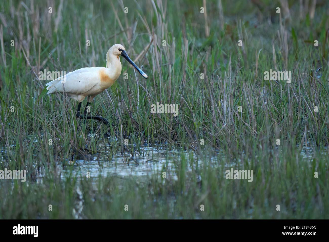 common spoonbill bird in its natural habitat of Doñana National Park ...