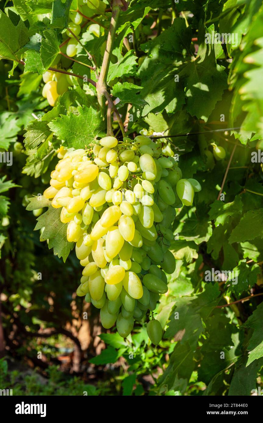 Grape grape bunch vine hi-res stock photography and images - Alamy