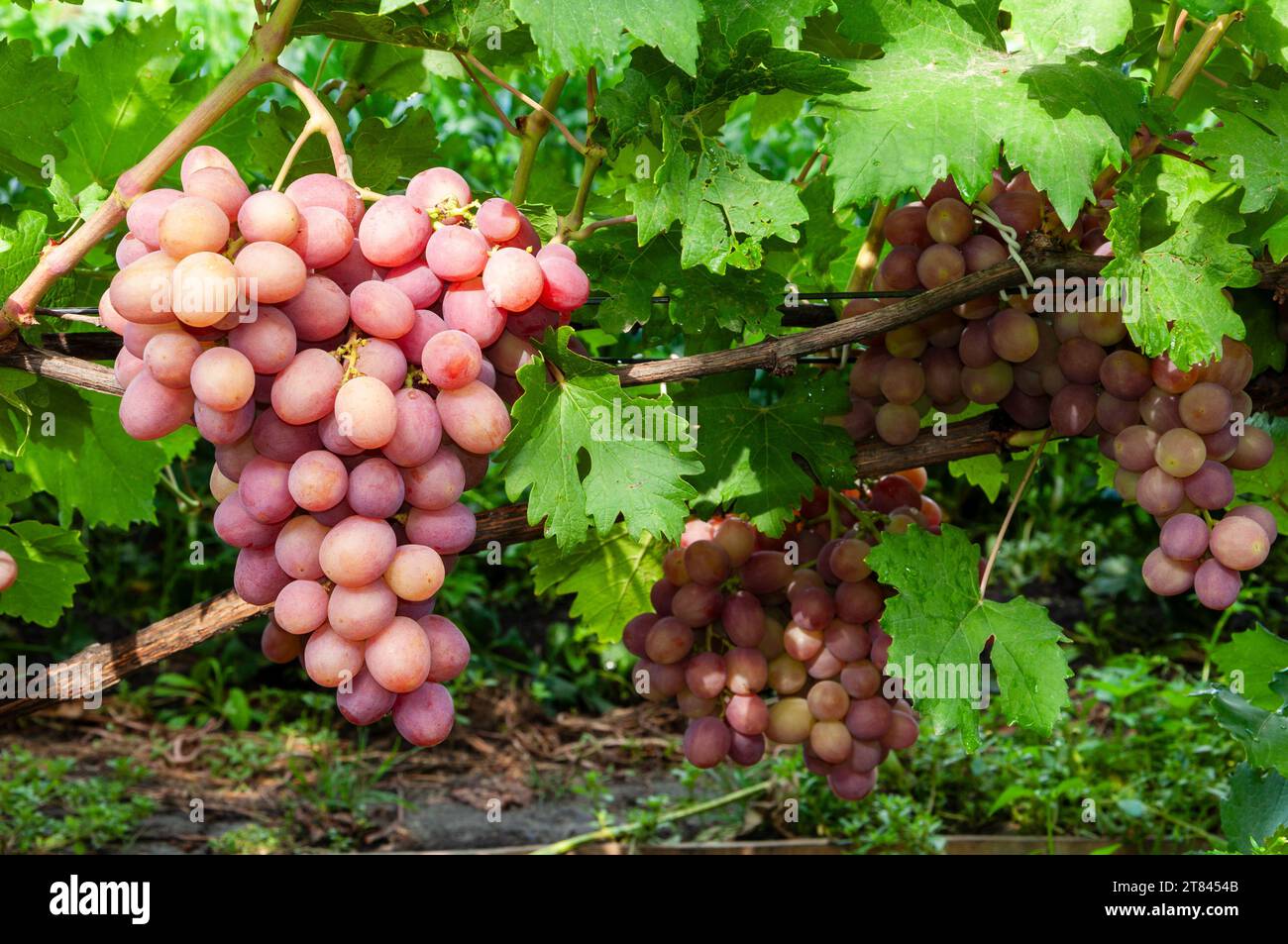 cluster of pink grape on the vine growing Stock Photo - Alamy
