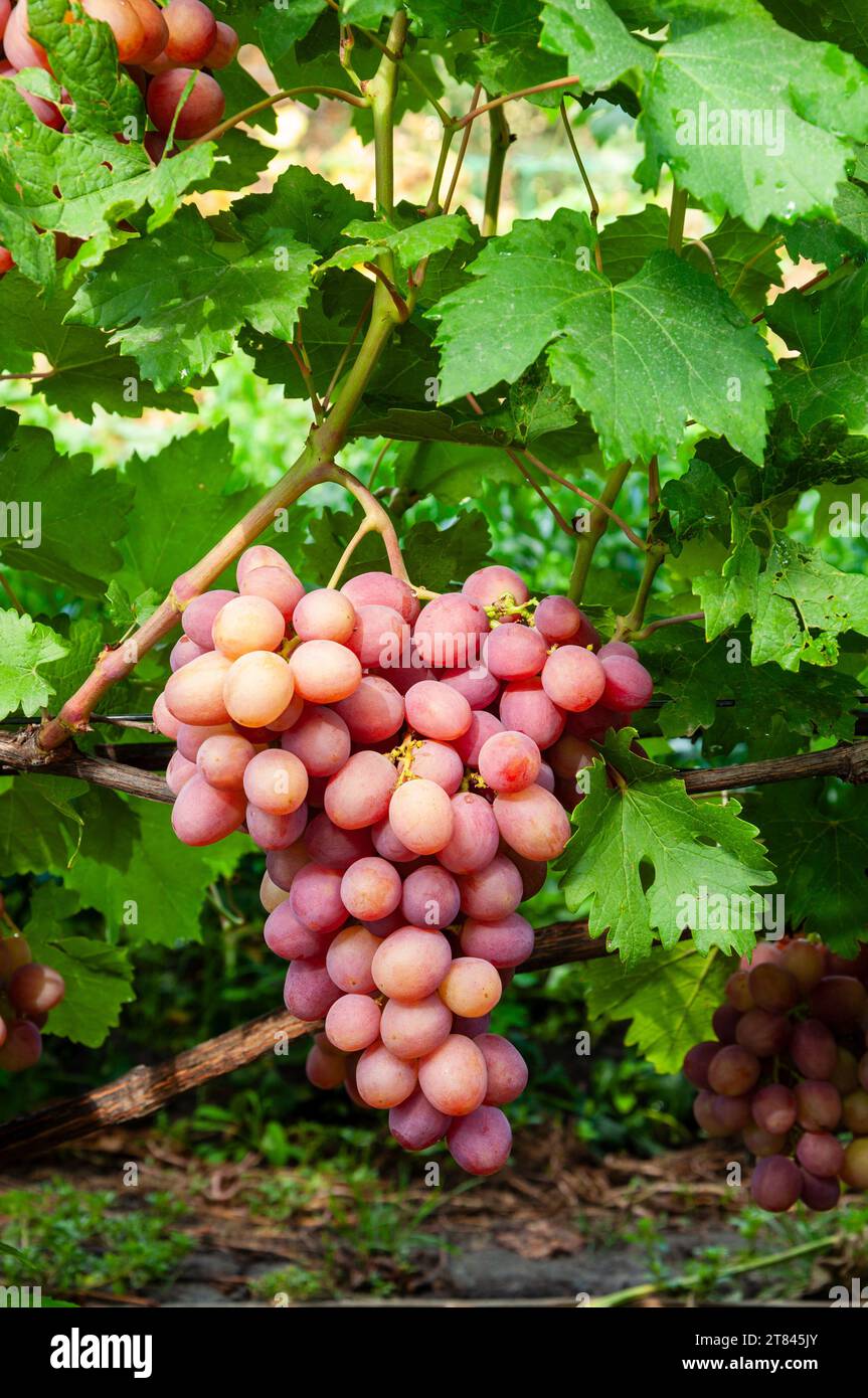 cluster of pink grape on the vine growing Stock Photo - Alamy
