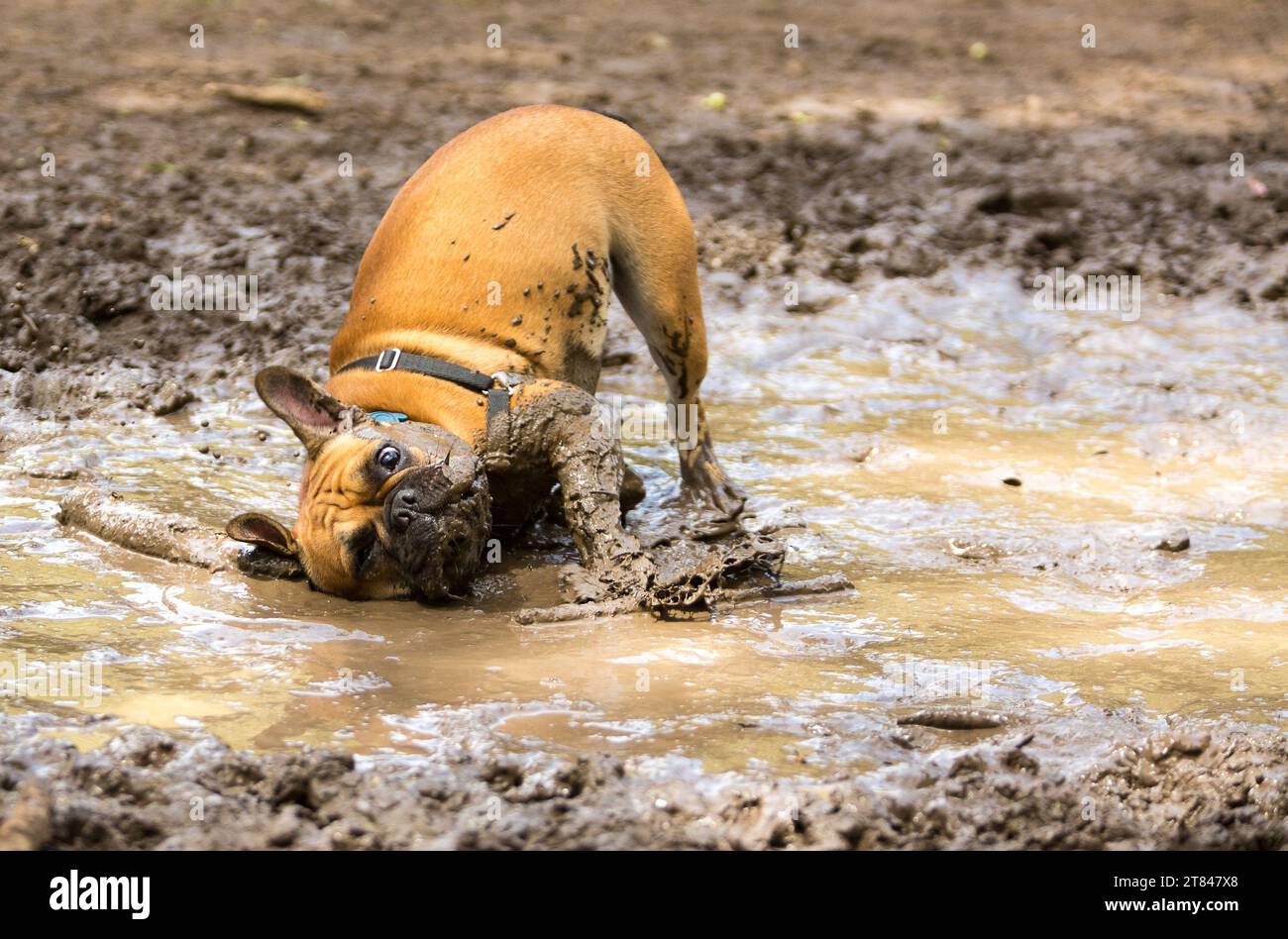 French Bulldog having fun in a mud puddle Stock Photo - Alamy