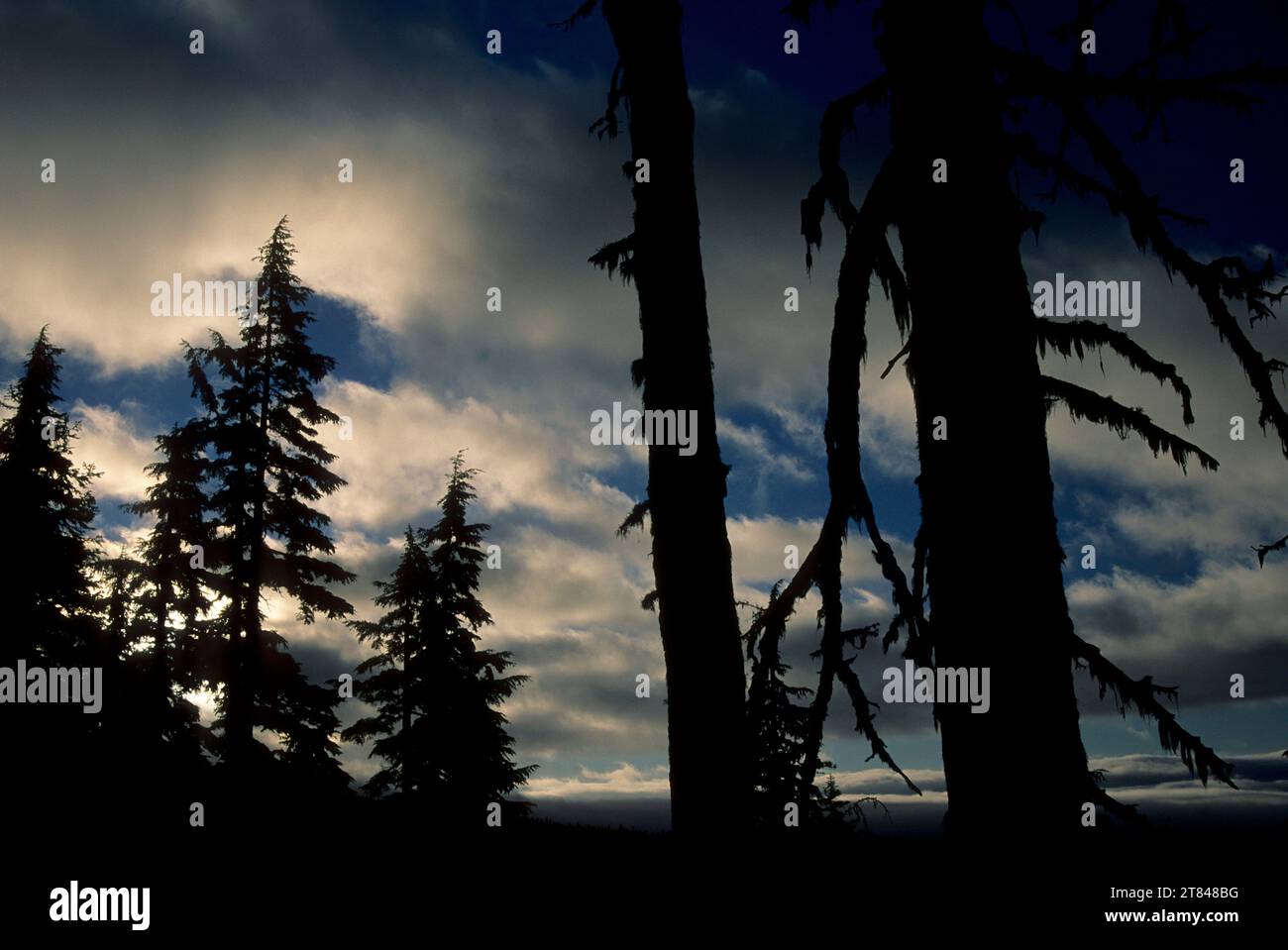 Forest silhouette from Rockpile Lake Trail, Diamond Peak Wilderness ... Forest silhouette from Rockpile Lake Trail, Diamond Peak Wilderness ...