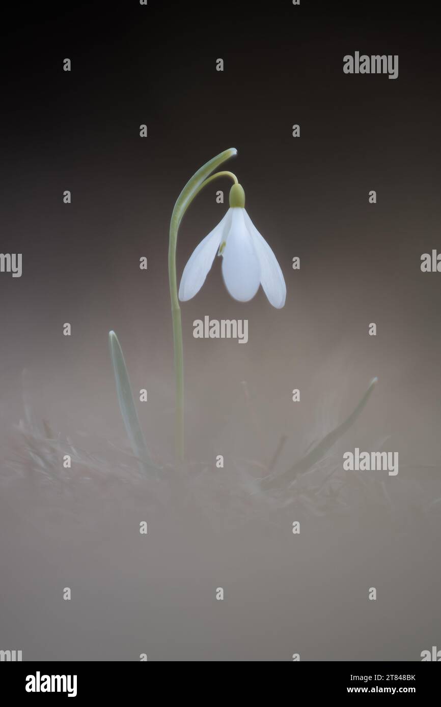 Galanthus (Galanthus nivalis) flower on the early spring meadow in ...