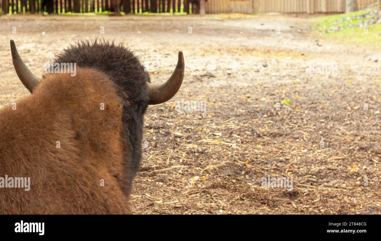 American brown bison against the background of agricultural buildings ...