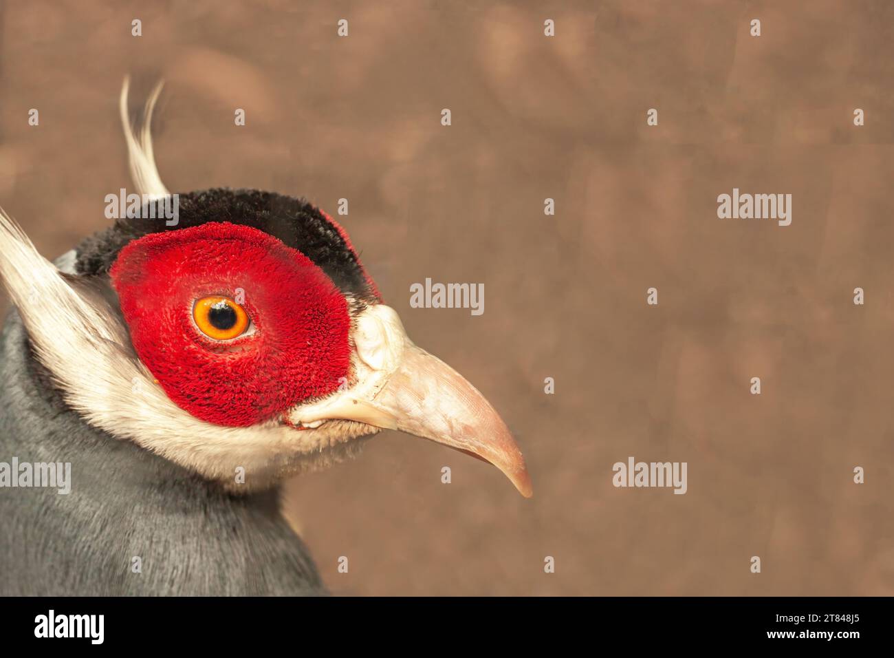 Blue eared pheasant, rare poultry, natural nature, close-up. Color ...