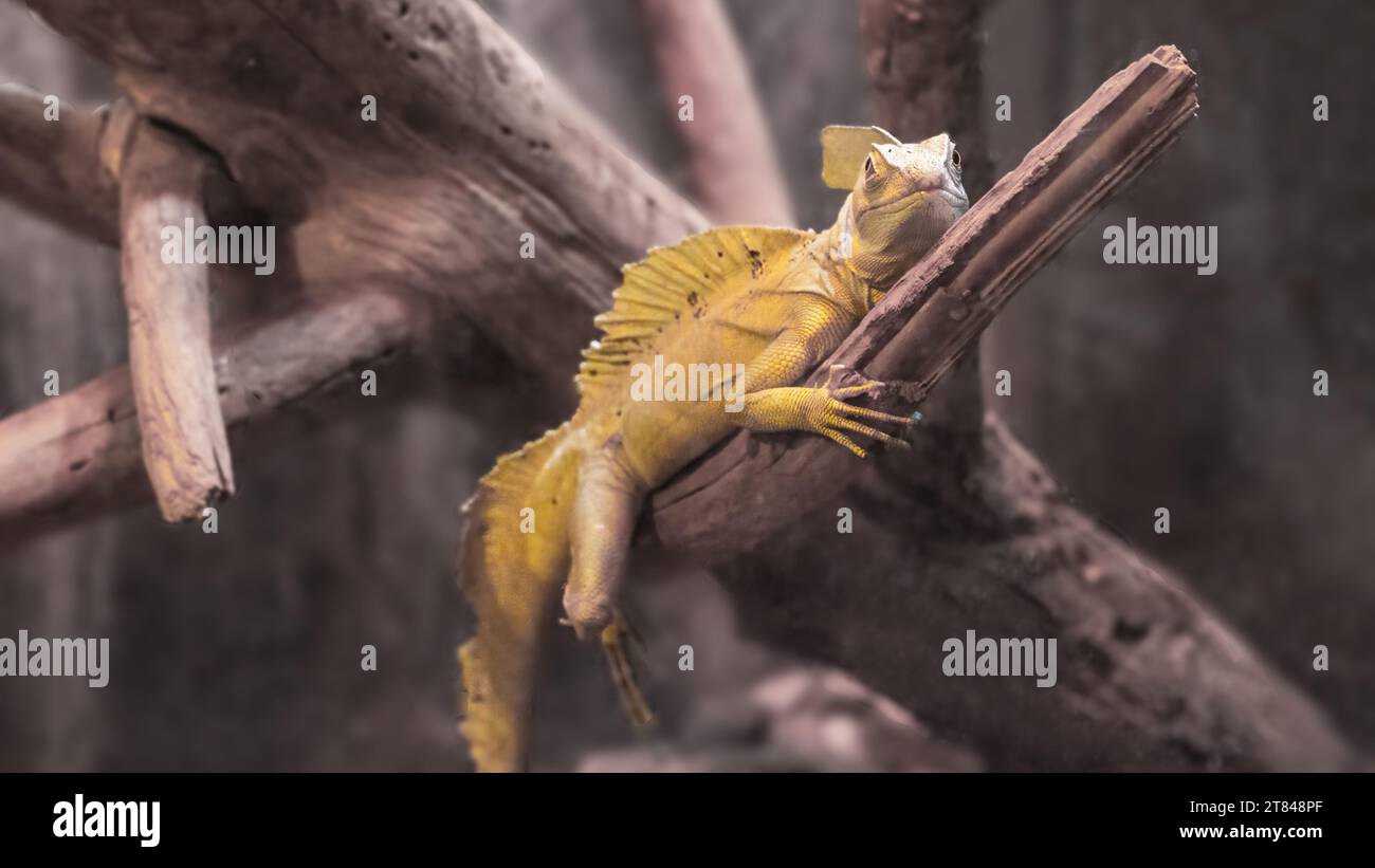 Basilisk basilisk, Basiliscus basiliscus, yellow-colored chameleon ...