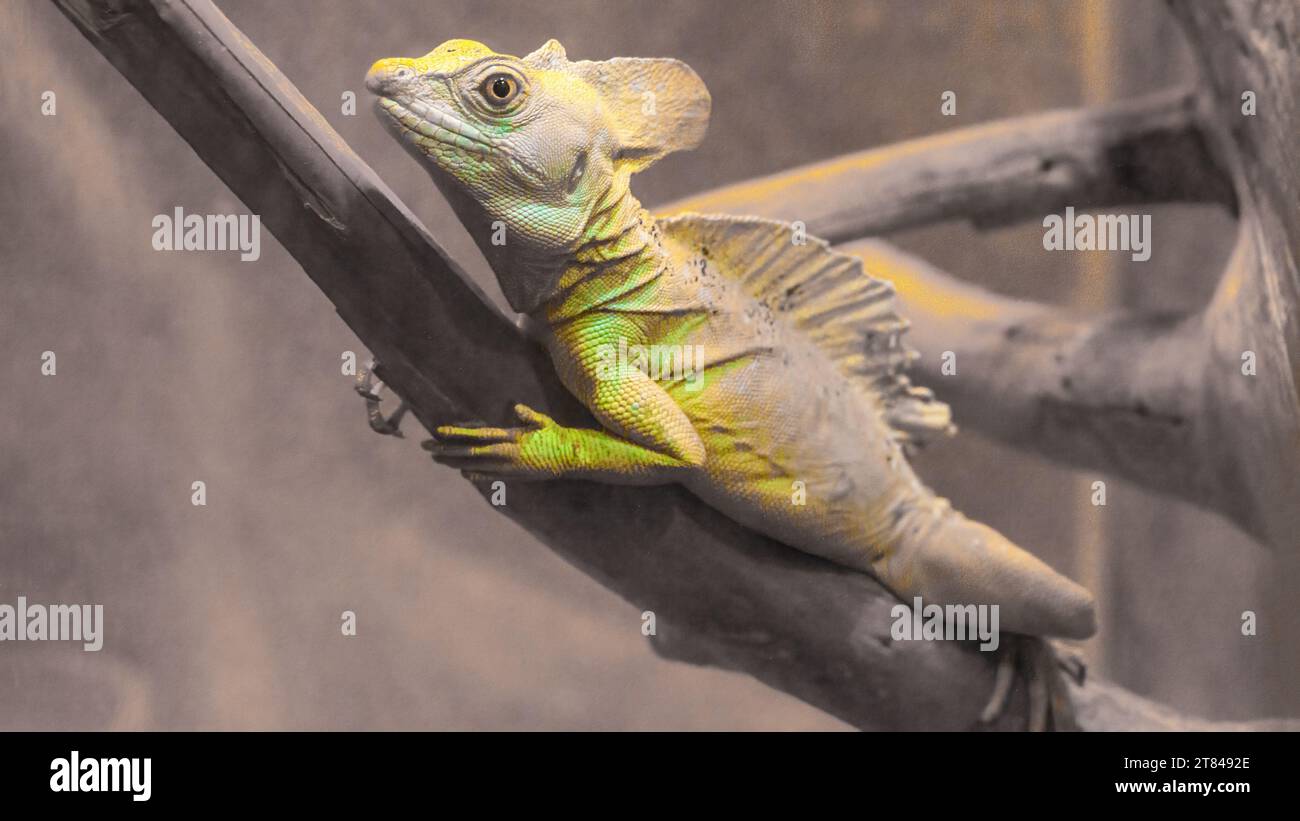 Basilisk basilisk, Basiliscus basiliscus, yellow-colored chameleon ...
