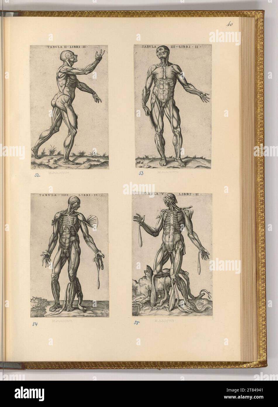 Nicolas Beatrizet (Engraver) Anatomy. The human body. etching around ...