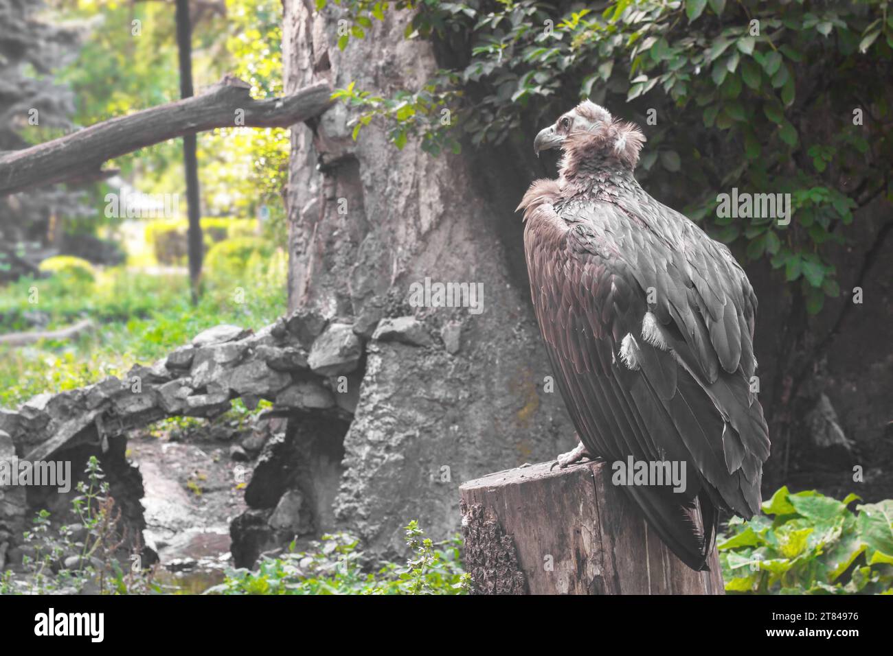 White-headed vulture, griffin scavenger of hawks. Bird of prey in dense ...