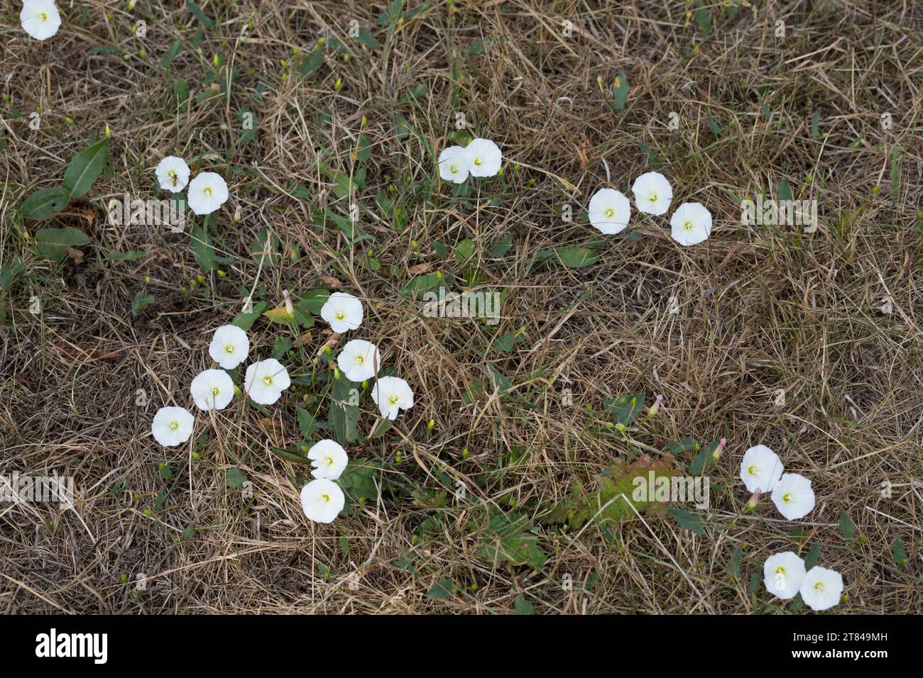 Acker-Winde, Ackerwinde, Convolvulus arvensis, Field Bindweed, Le ...