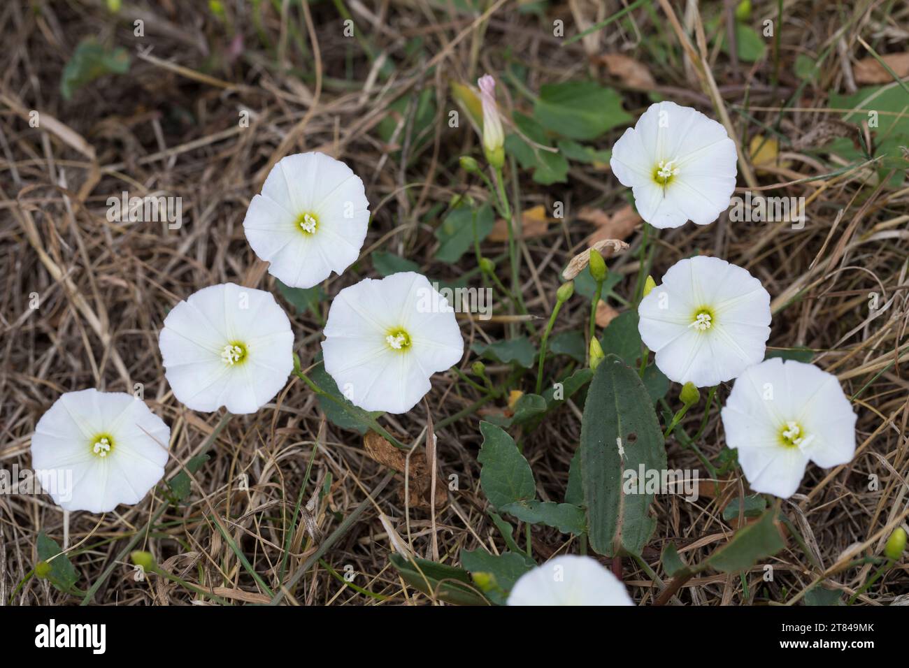 Acker-Winde, Ackerwinde, Convolvulus arvensis, Field Bindweed, Le ...