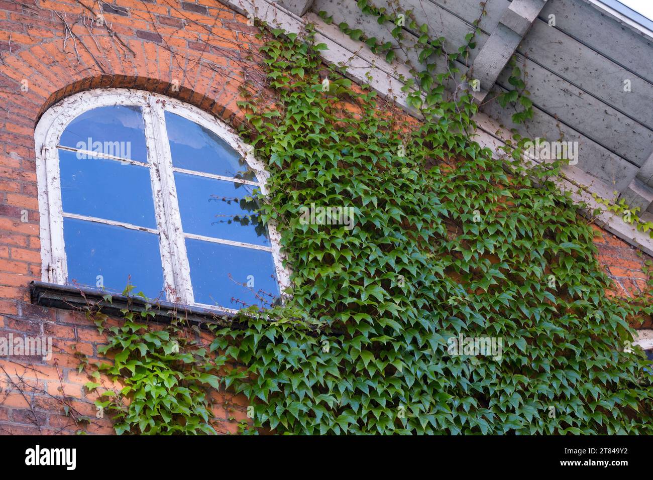 Dreilappige Jungfernrebe, Jungfern-Rebe, Wilder Wein, klettert an einer ...