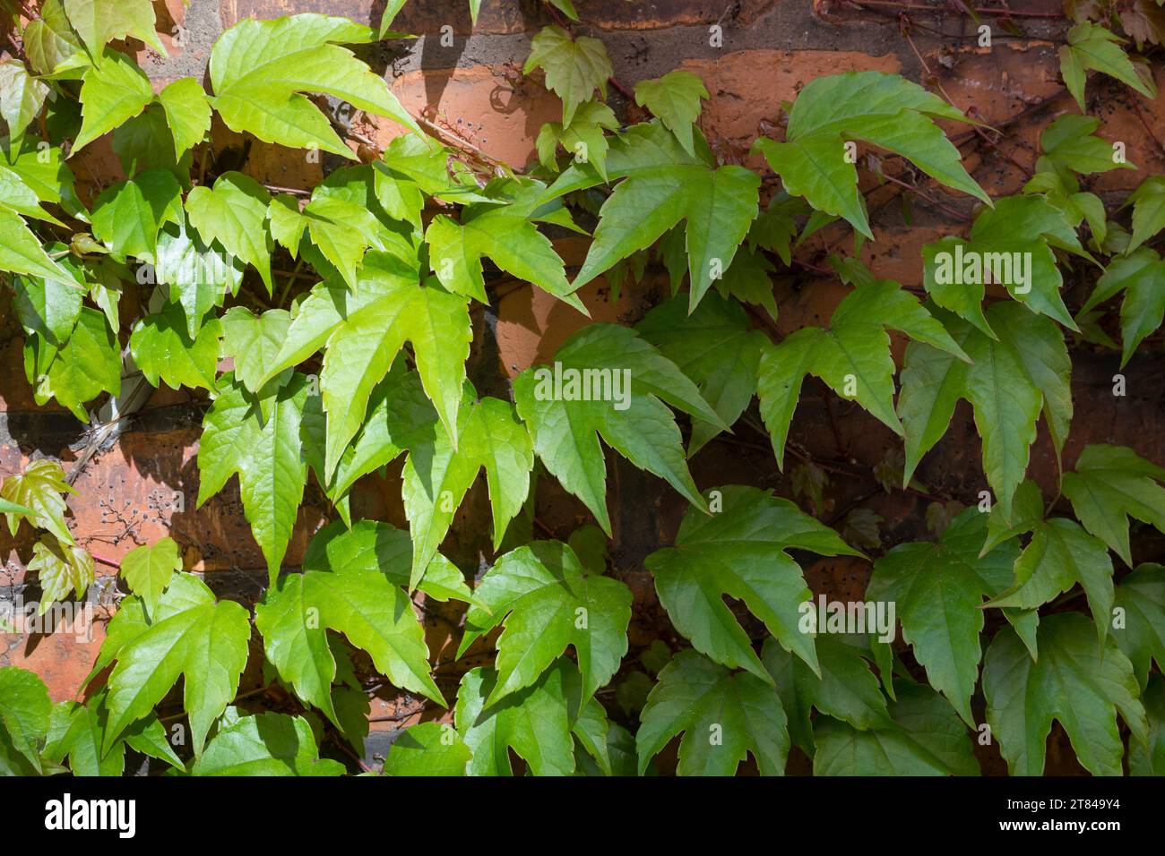 Dreilappige Jungfernrebe, Jungfern-Rebe, Wilder Wein, klettert an einer ...