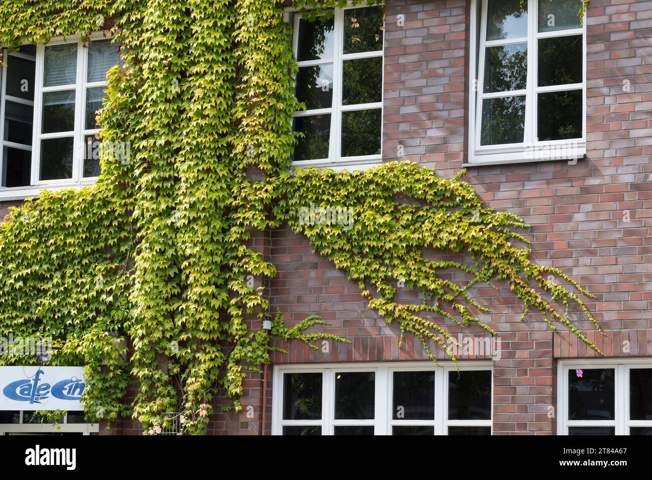 Dreilappige Jungfernrebe, Jungfern-Rebe, Wilder Wein, klettert an einer ...