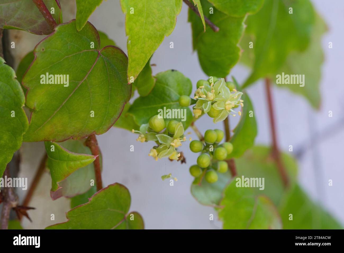 Parthenocissus tricuspidata flower hi-res stock photography and images ...