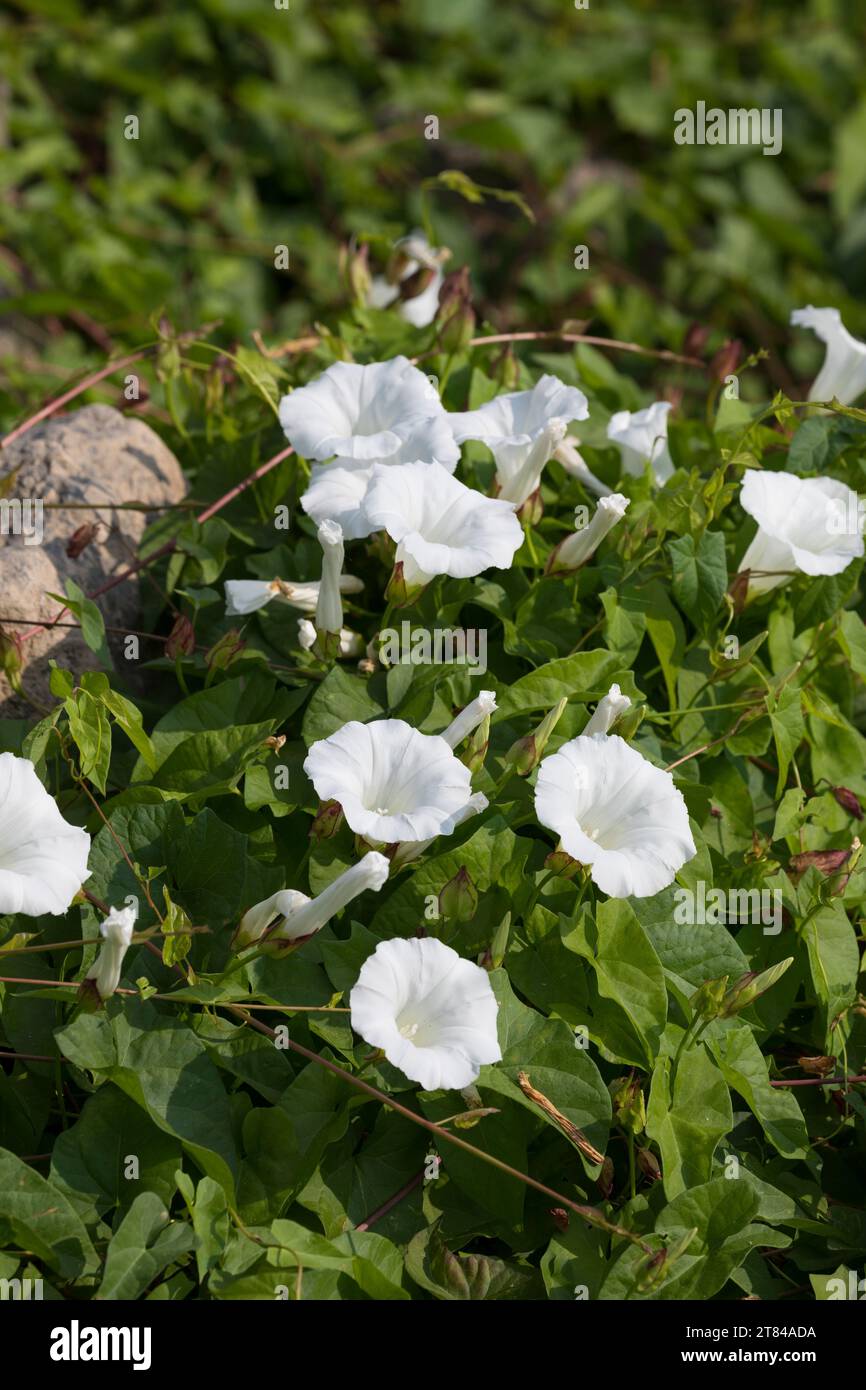 Zaunwinde, Gewöhnliche Zaunwinde, Echte Zaunwinde, Zaun-Winde ...