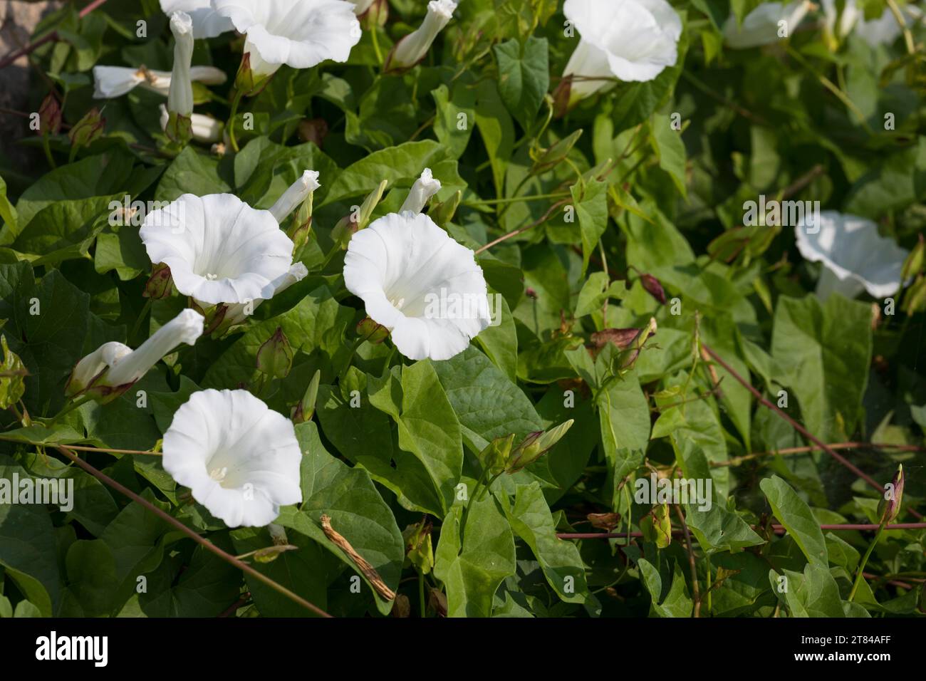 Zaunwinde, Gewöhnliche Zaunwinde, Echte Zaunwinde, Zaun-Winde ...