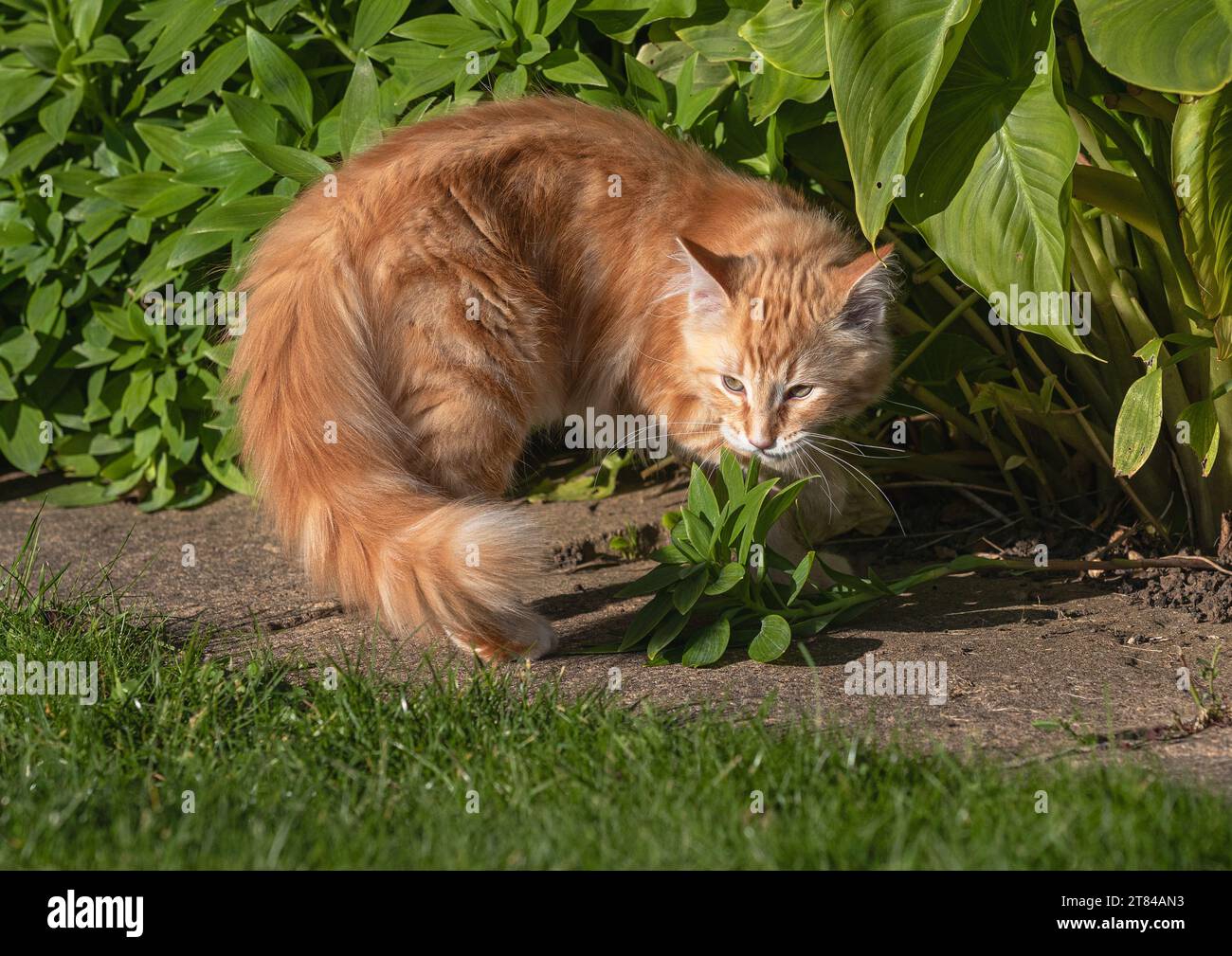 The cutest fluffy ginger kitten. Norwegian Forest with big green eyes ...