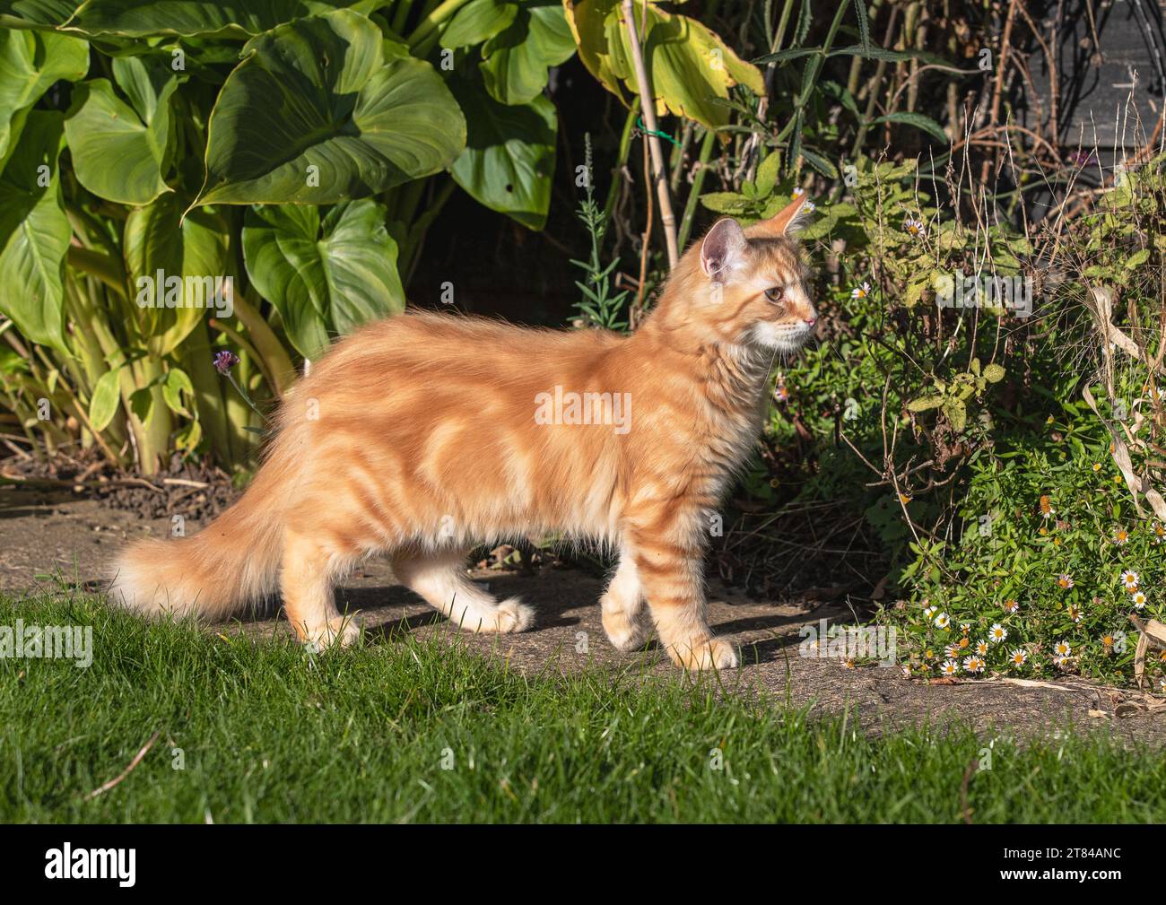 The cutest fluffy ginger kitten. Norwegian Forest with big green eyes ...